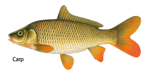 Photo by: Mike Ranweiler Link: http://www.flickr.com/photos/27874907@N04/4833059991/