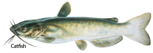 information on fish